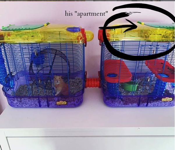 On Painting Bedrooms and Dying Hamsters – A Grace Full Life